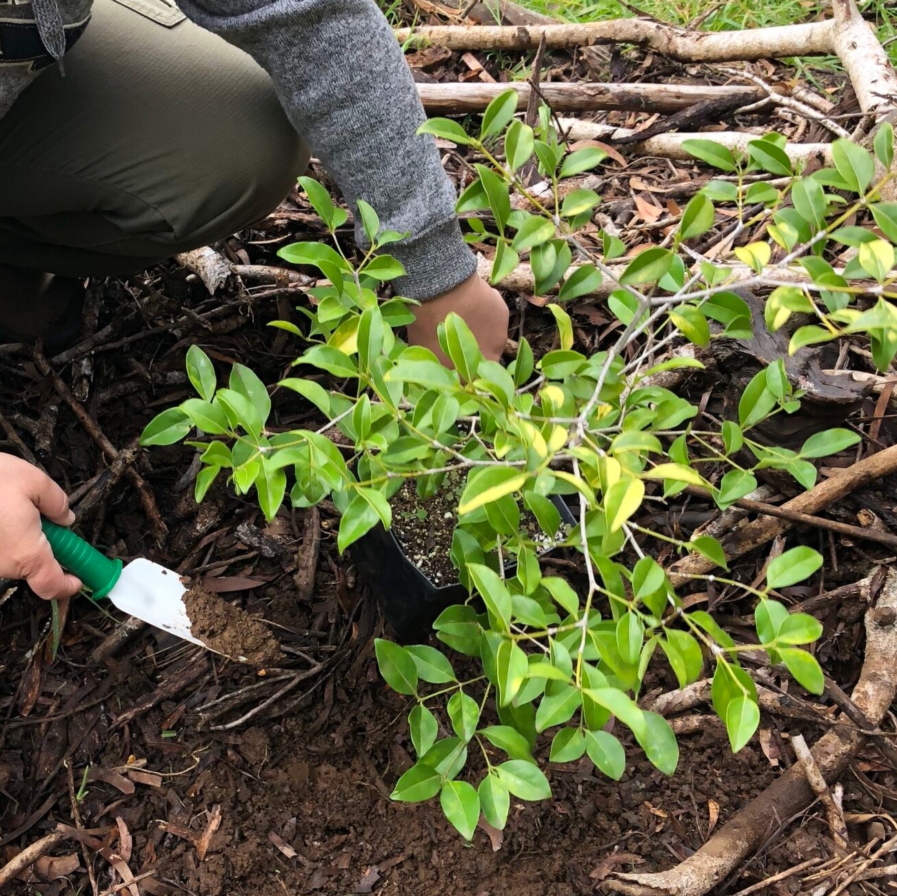 JOIN OR DONATE - KAUAIʻI NATIVE PLANT SOCIETY - Become a member!